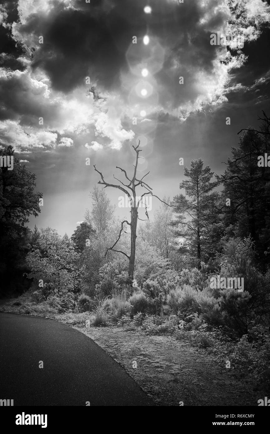 Dead tree illuminated by light beams filtered by clouds with flares ...