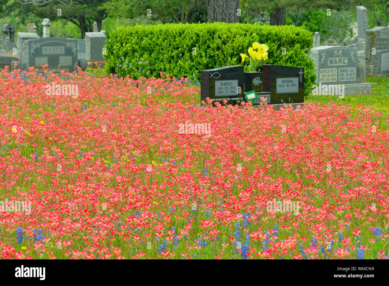 Texas wildflowers in bloom- Paintbrush at the Stockdale cemetery ...