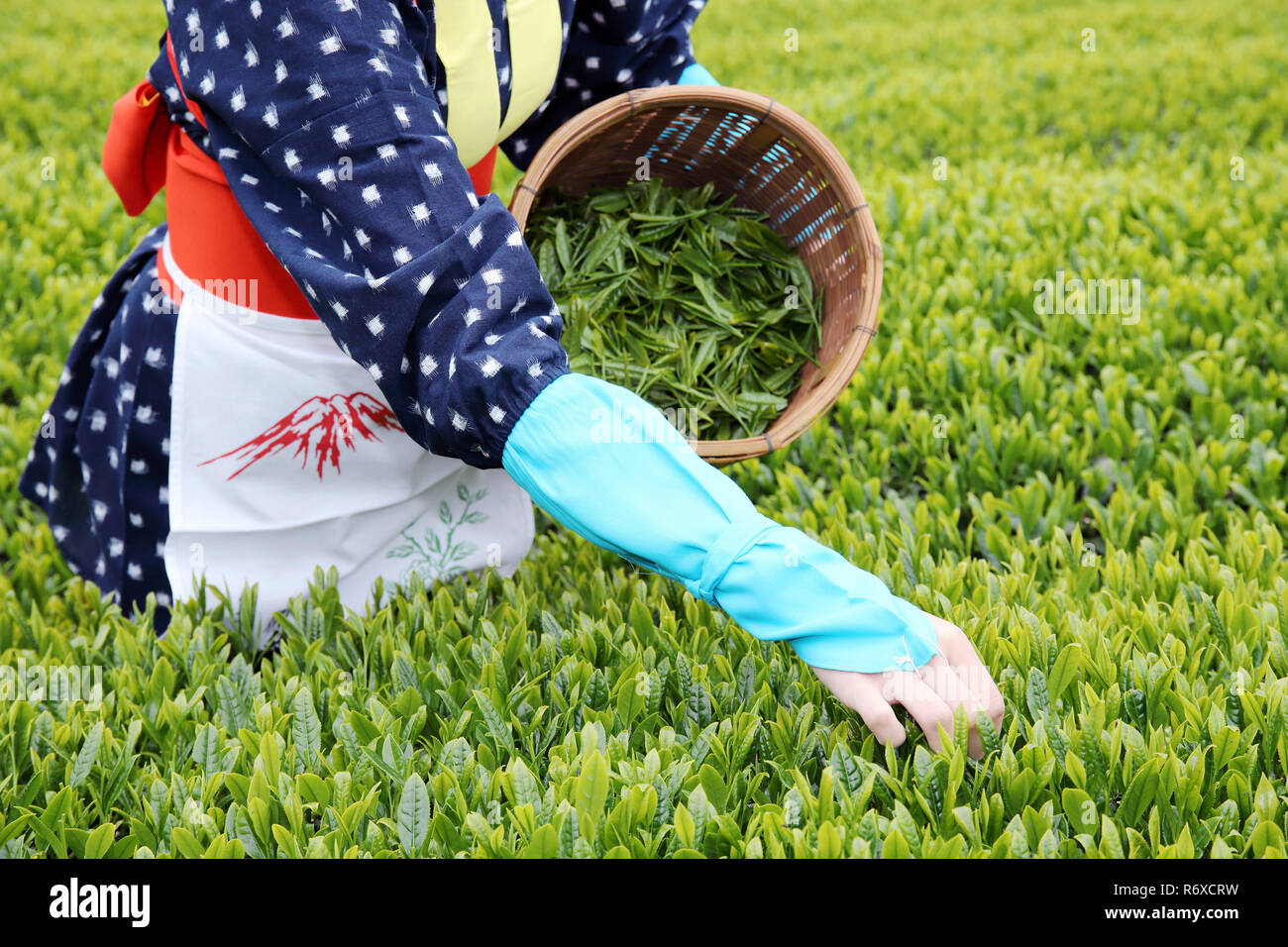 Japanese woman harvesting tea leaves on farmland of tea plantation Stock Photo - Alamy