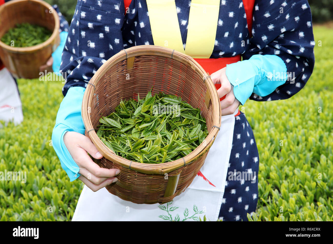 Japanese woman harvesting tea leaves on farmland of tea plantation ...