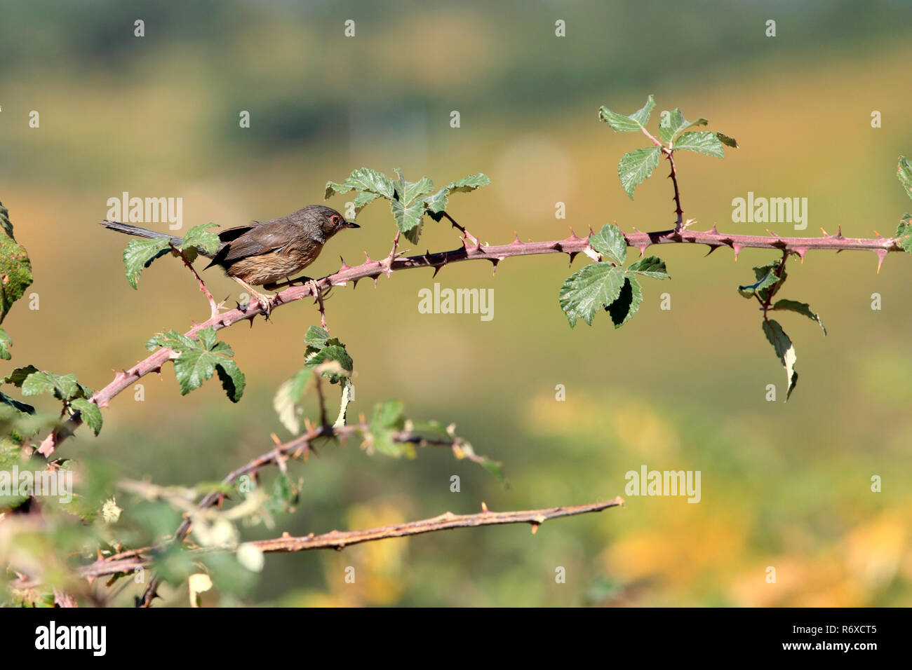 Small mountain bird hi-res stock photography and images - Alamy