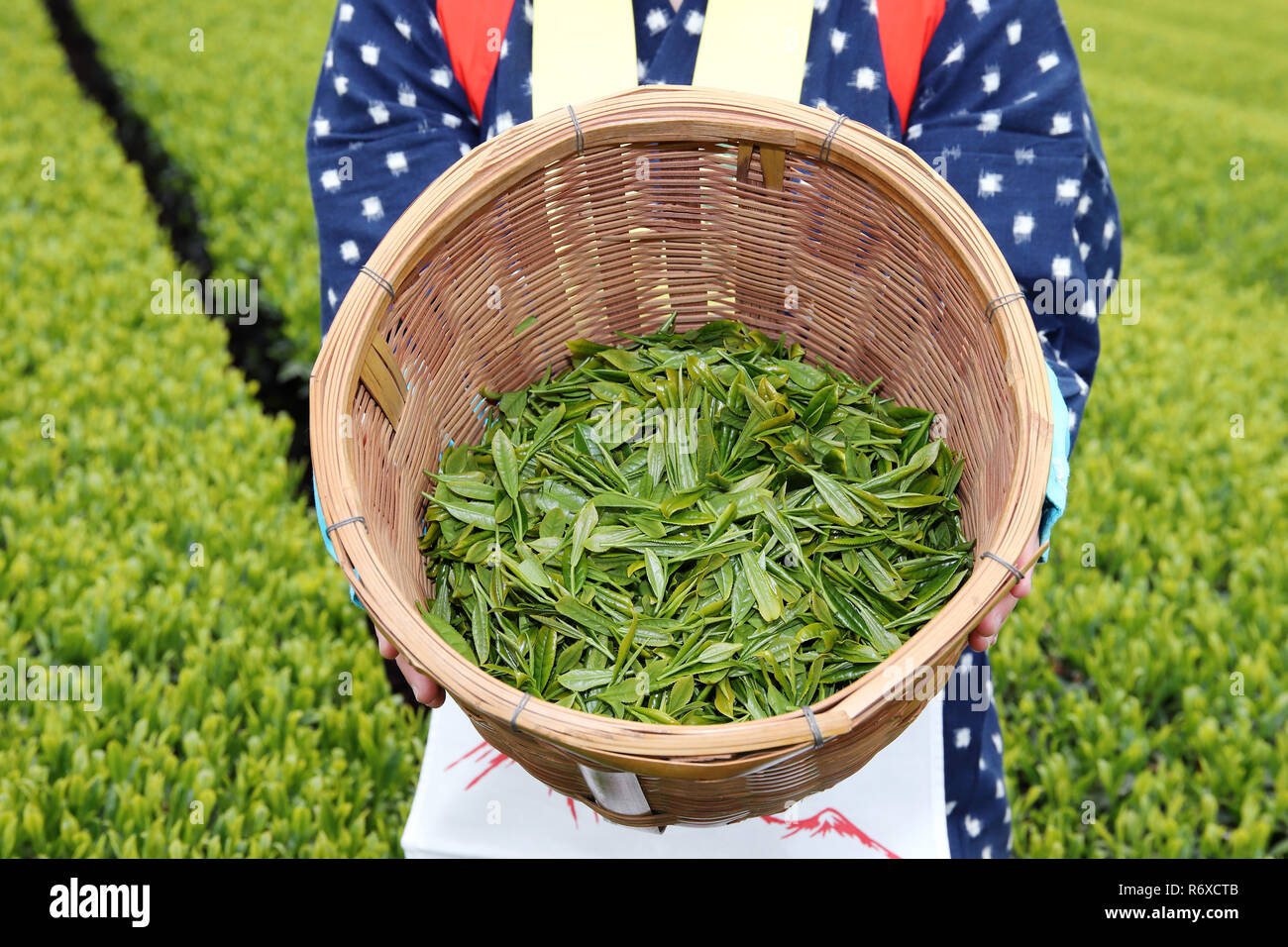 Japanese woman harvesting tea leaves on farmland of tea plantation ...