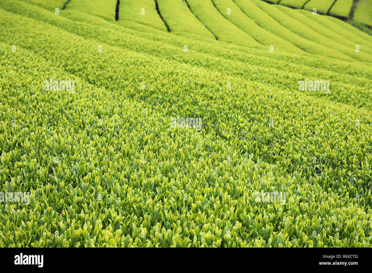 Beautiful fresh Japanese green tea plantation close up background Stock ...