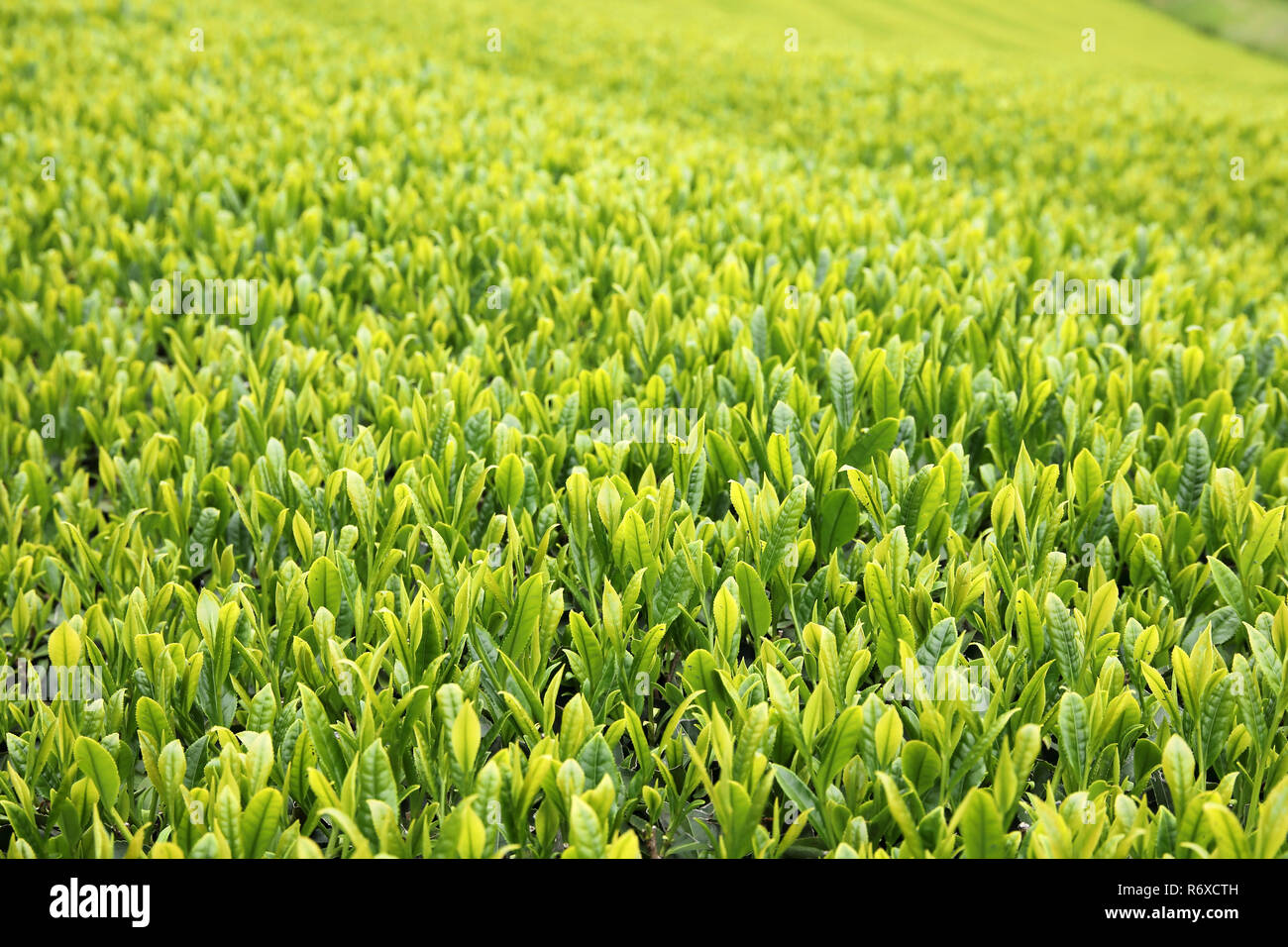 Beautiful fresh Japanese green tea plantation close up background Stock ...