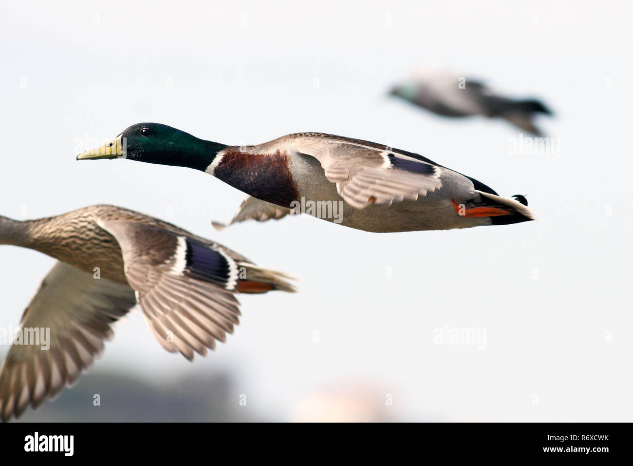 Mallard duck flying in the middle of the flock - detailed image Stock ...