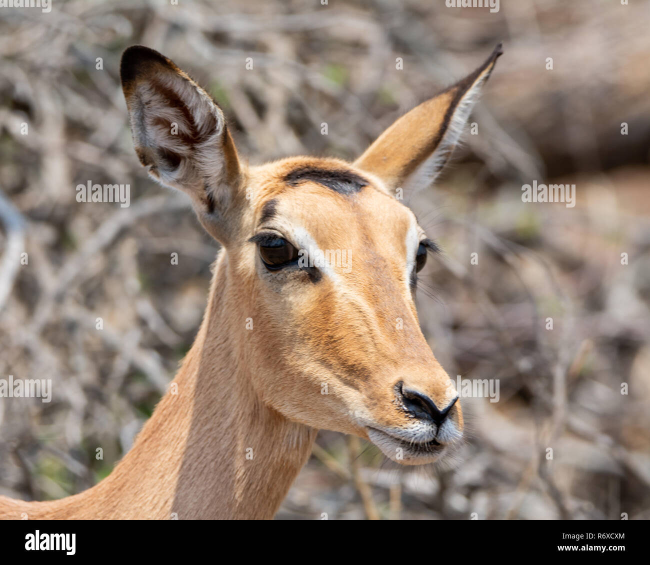 A female Impala in Southern African savanna Stock Photo - Alamy