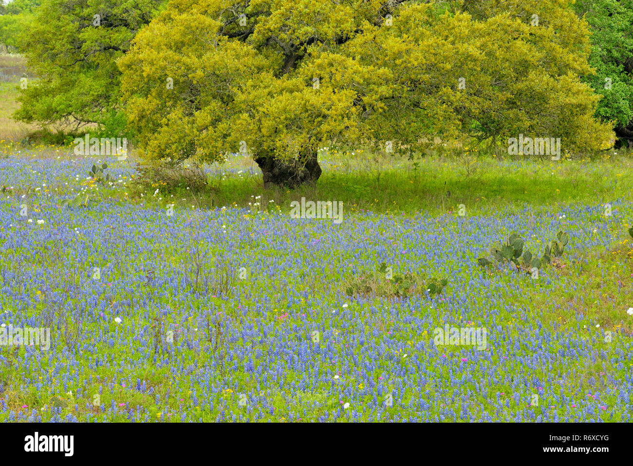 Texas wildflowers in bloom- bluebonnets and oak trees, Pleasanton ...