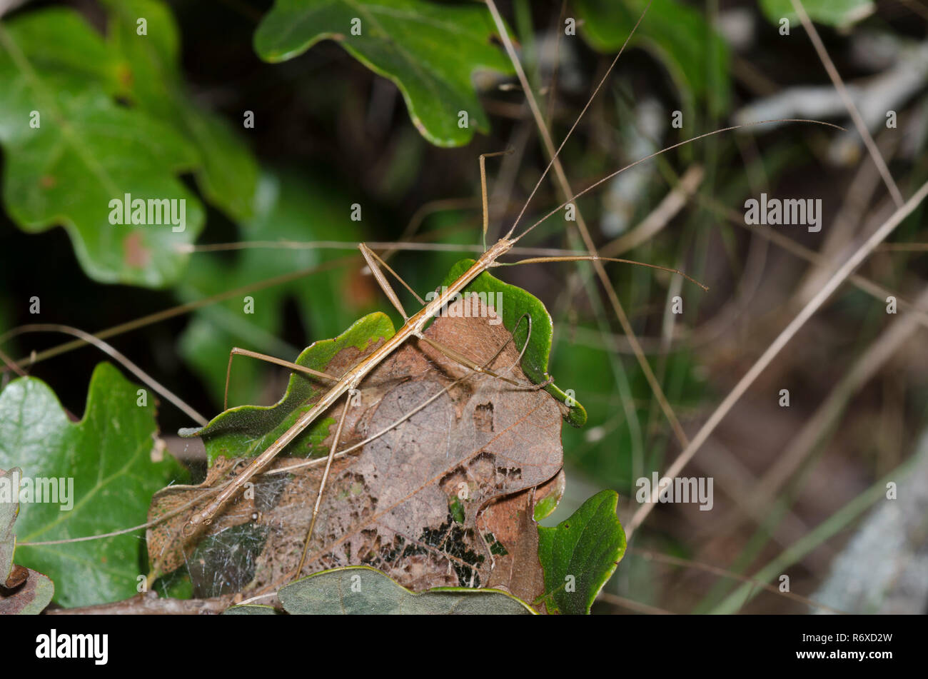 Walkingstick Insect High Resolution Stock Photography and Images - Alamy