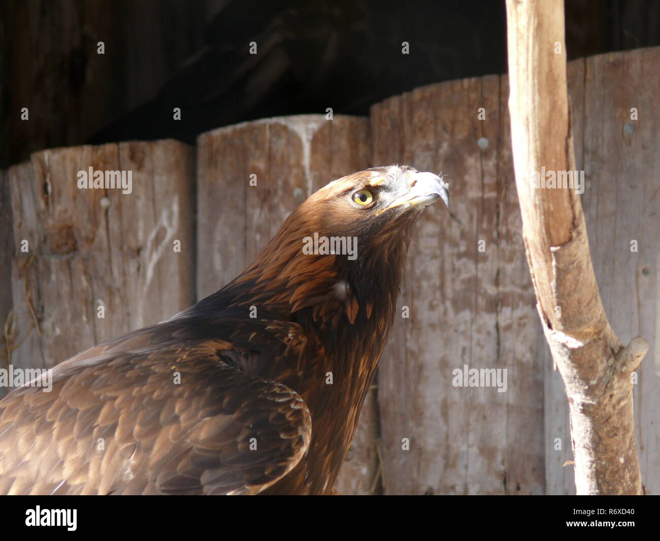 Eagle aviary hi-res stock photography and images - Alamy