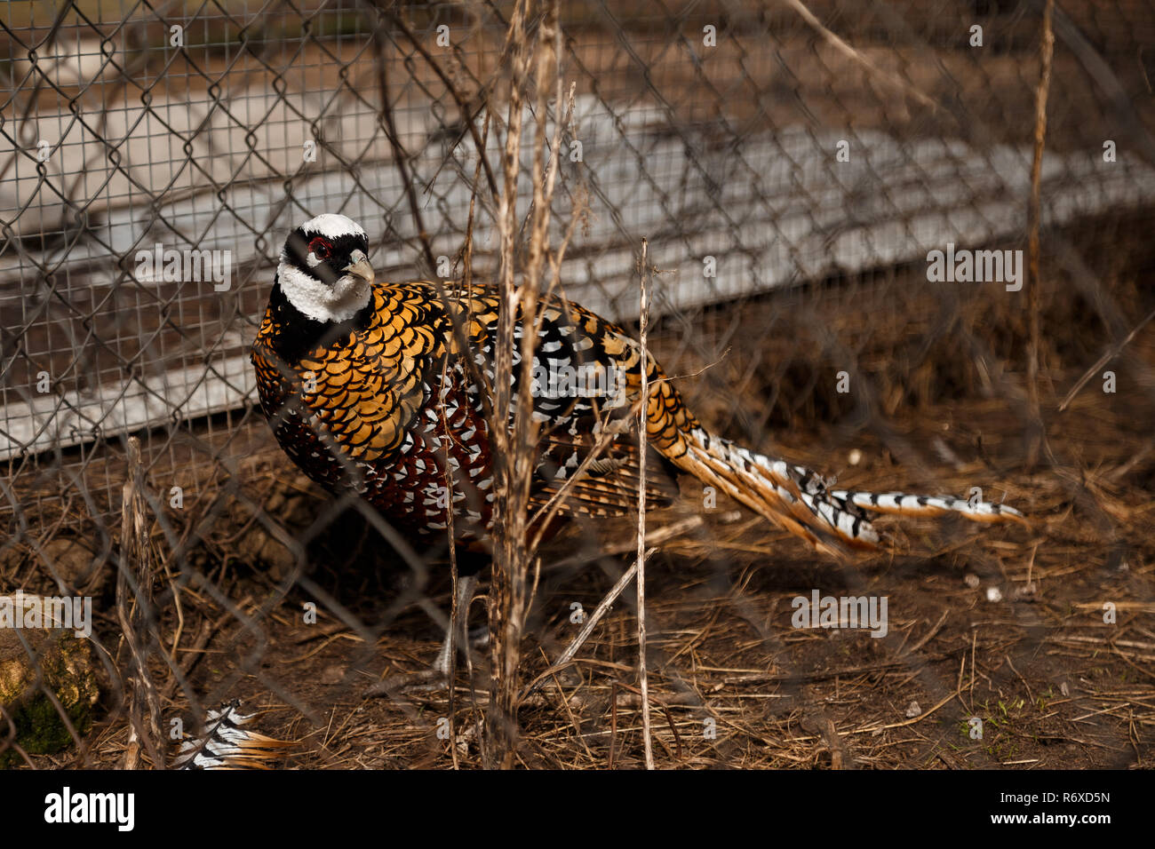 Partridge in the enclosure of the zoo Stock Photo - Alamy
