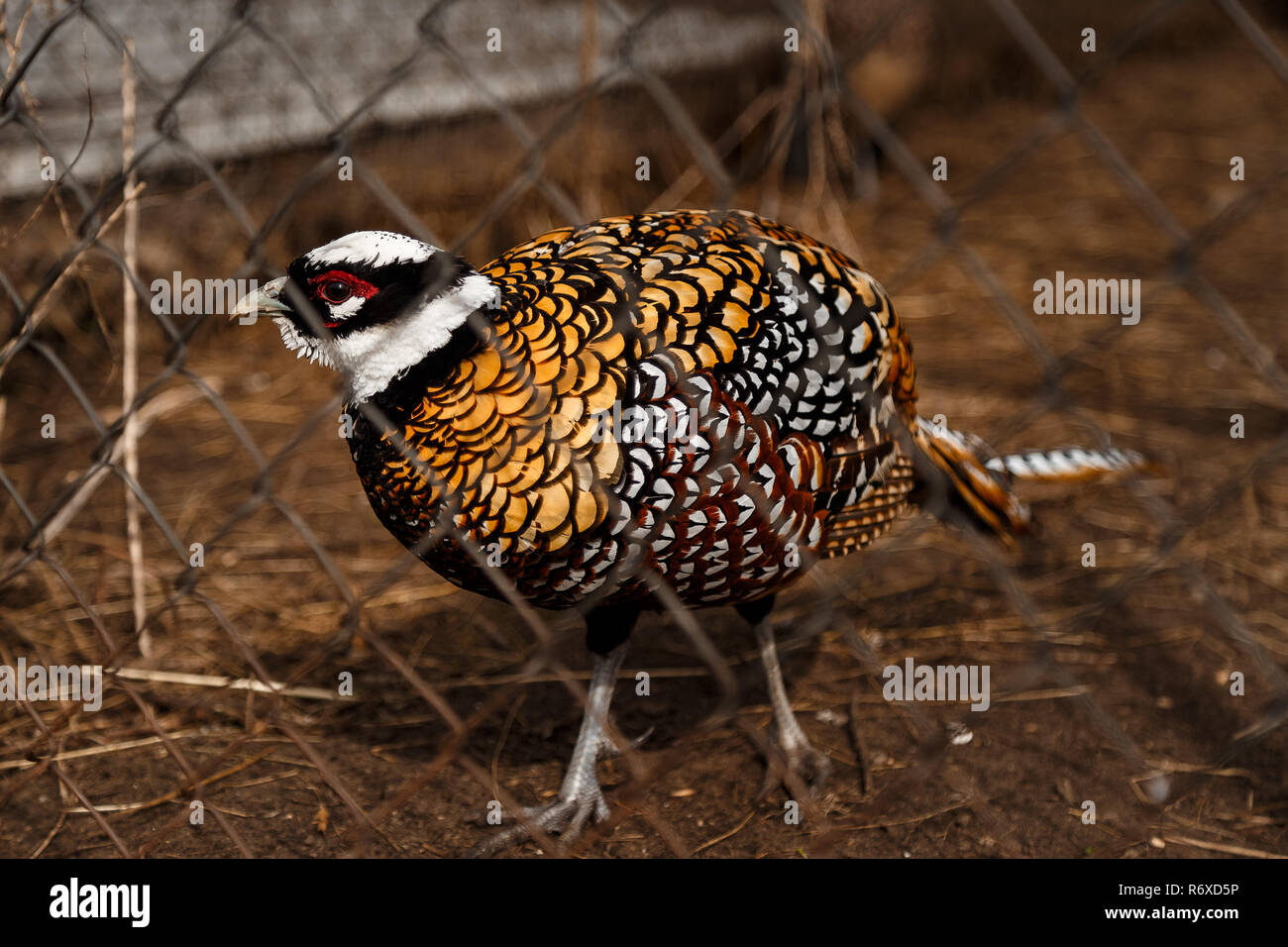 Partridge in enclosure zoo hi-res stock photography and images - Alamy