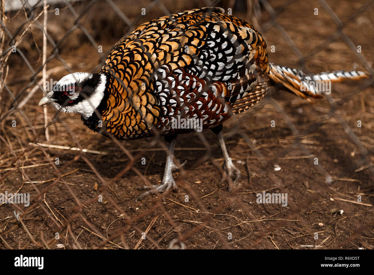 Partridge in the enclosure of the zoo Stock Photo - Alamy