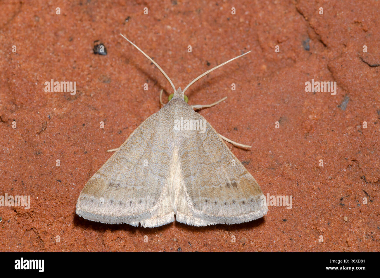 Looper Moth High Resolution Stock Photography and Images - Alamy