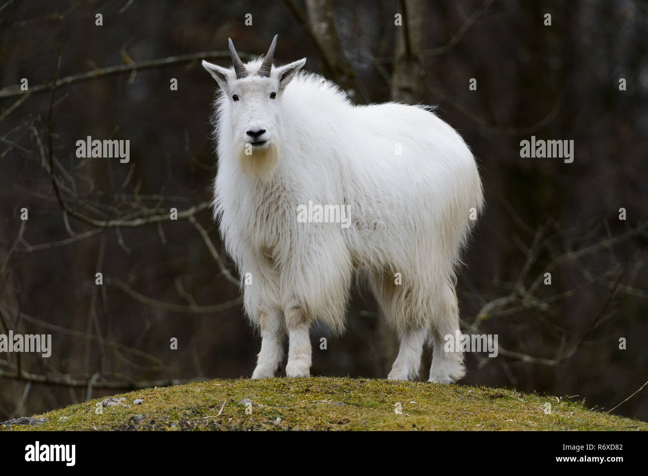 Mountain goat animal snow winter canada white hi-res stock photography ...