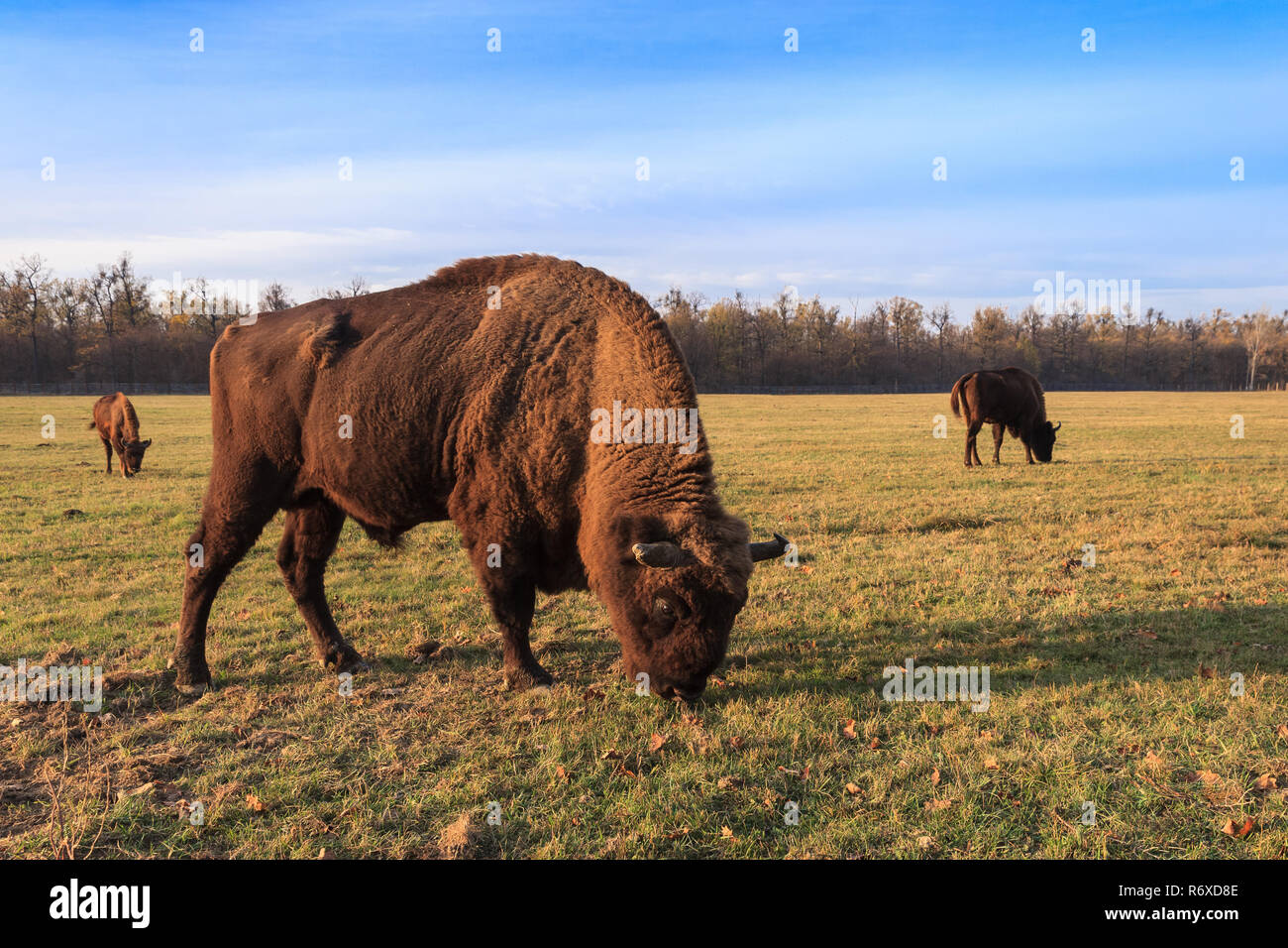 Bison perspective hi-res stock photography and images - Alamy