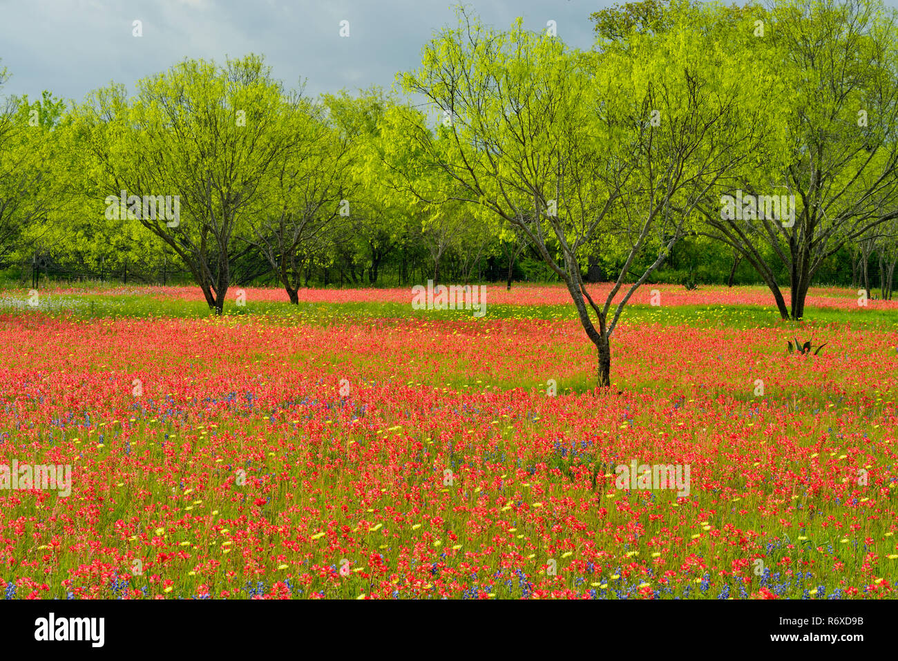 Texas wildflowers in bloom on the grounds of a country residence ...