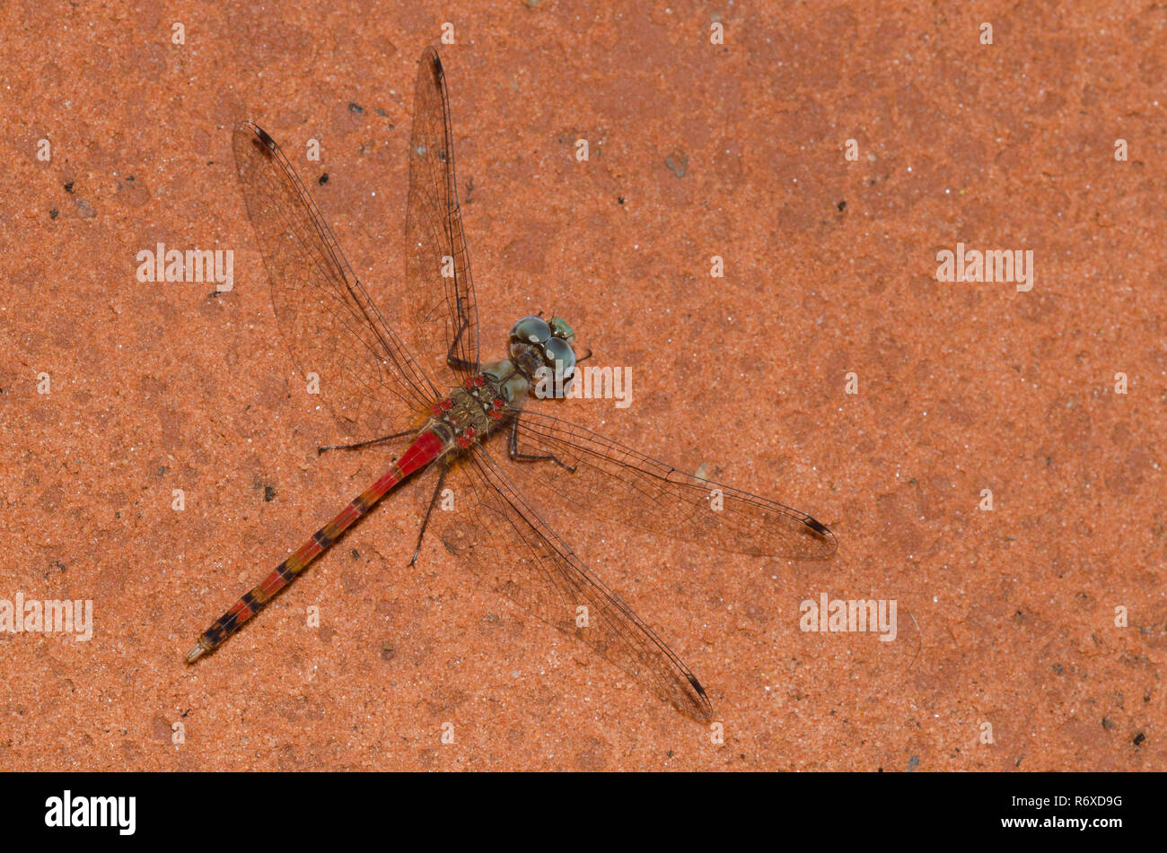 Blue-faced Meadowhawk, Sympetrum ambiguum Stock Photo - Alamy