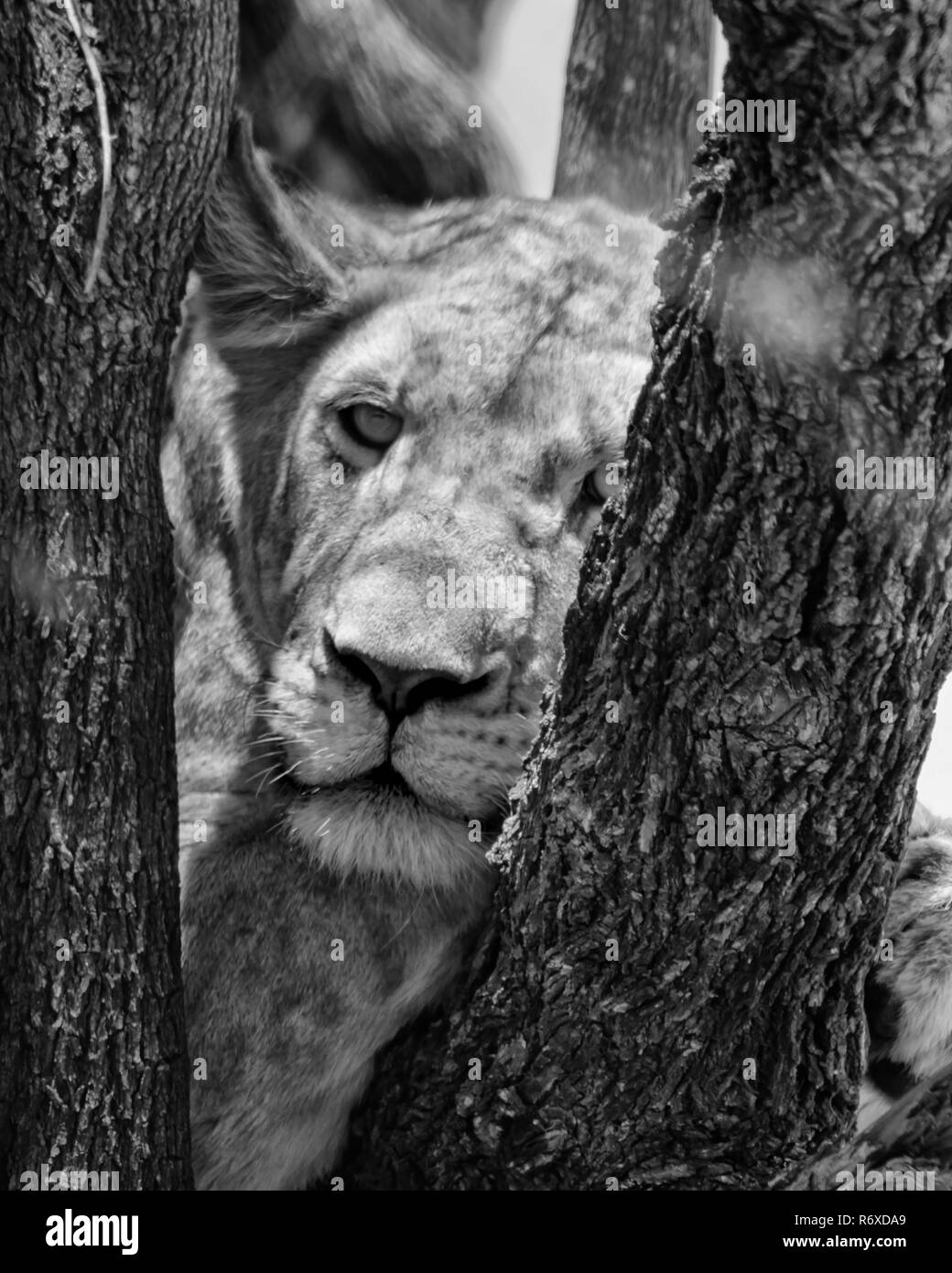 Wild african lions in Black and White Stock Photos & Images - Alamy