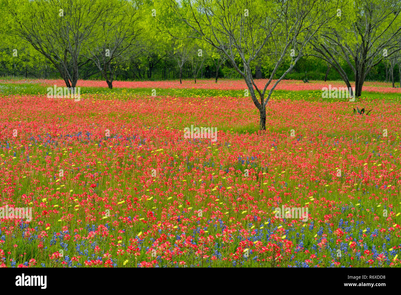 Texas wildflowers in bloom on the grounds of a country residence ...
