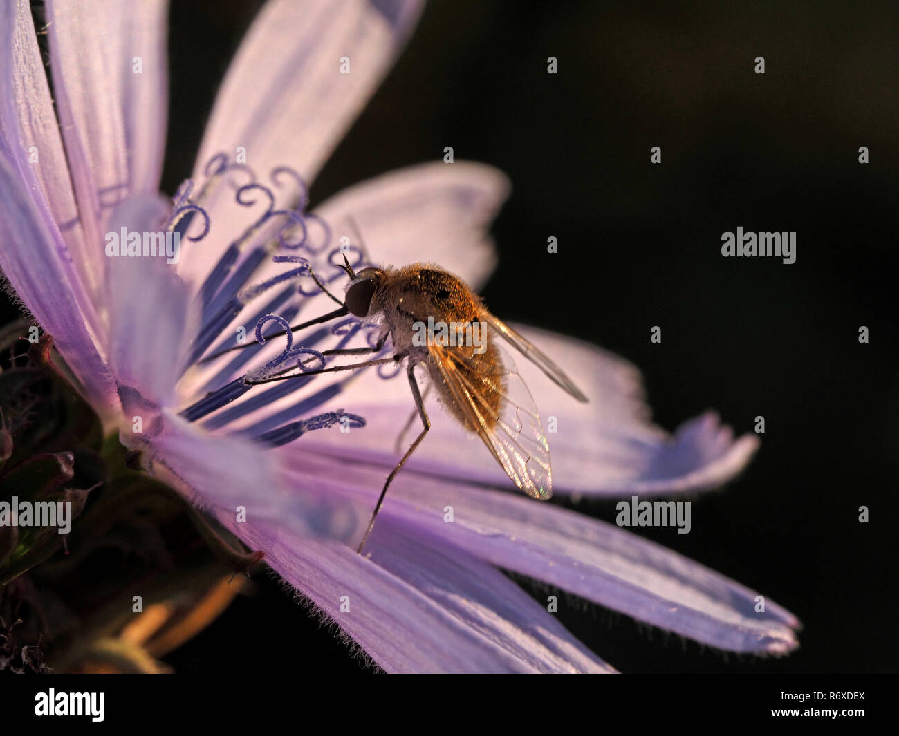 harmless Heath Bee-fly (Bombylius minor) feeding with long rigid ...