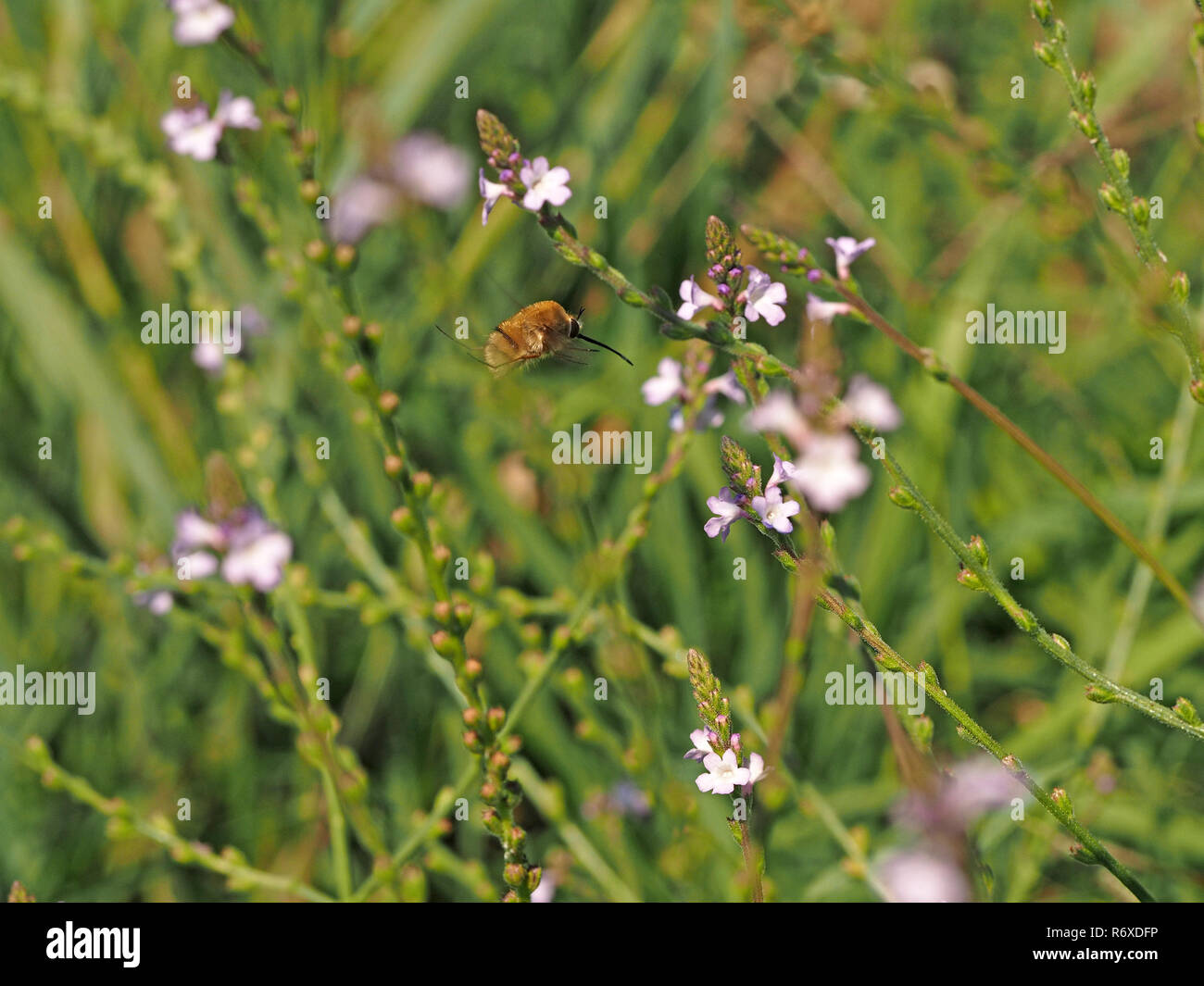 harmless Heath Bee-fly (Bombylius minor) feeding with long rigid ...
