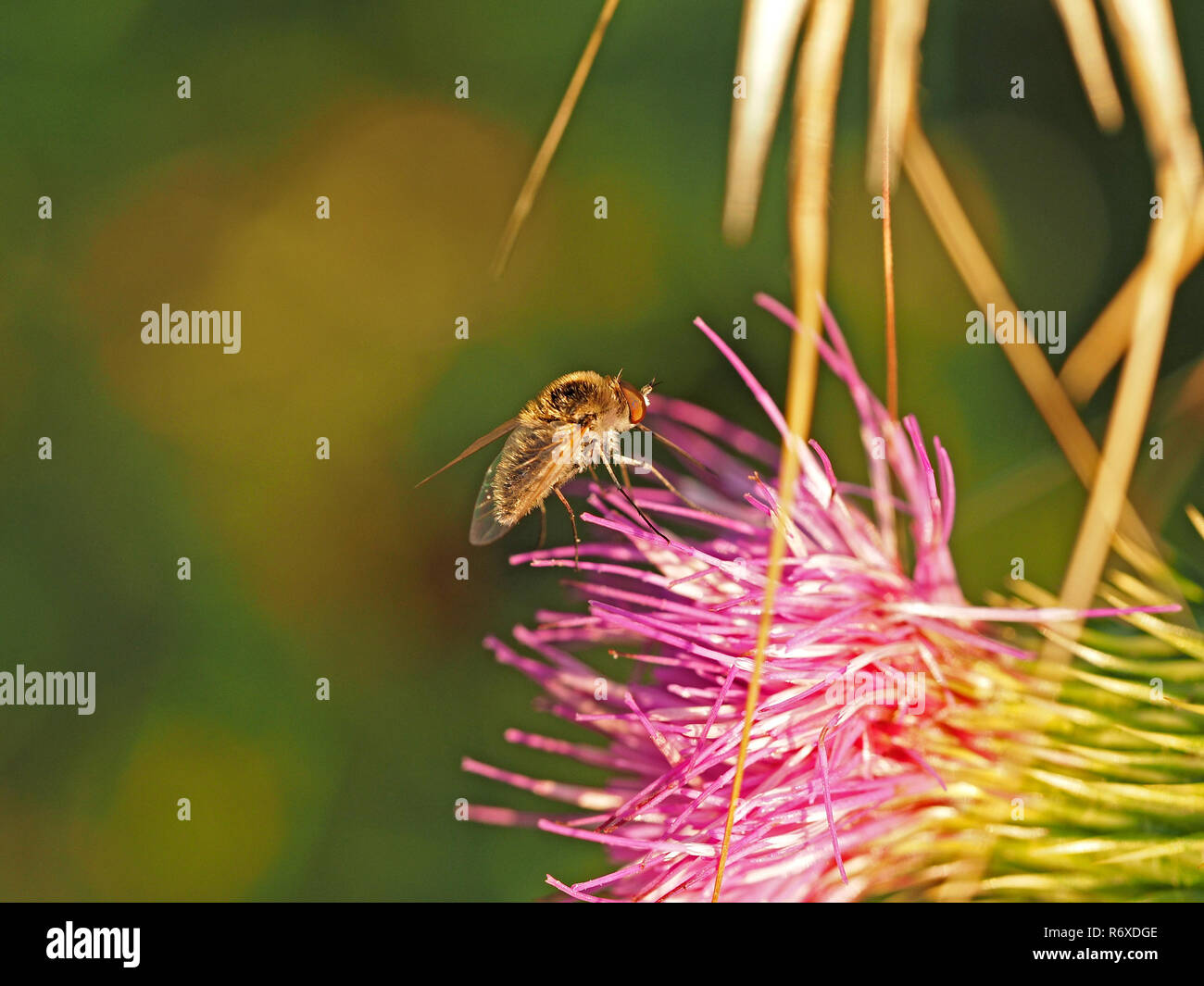 harmless Heath Bee-fly (Bombylius minor) feeding with long rigid ...