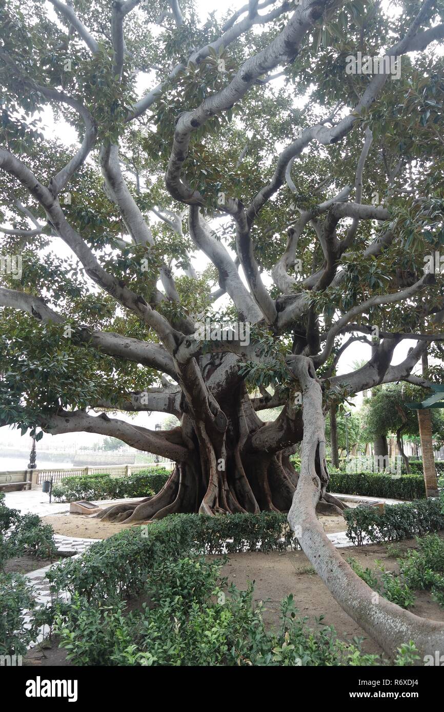 ancient rubber tree in cadiz Stock Photo - Alamy