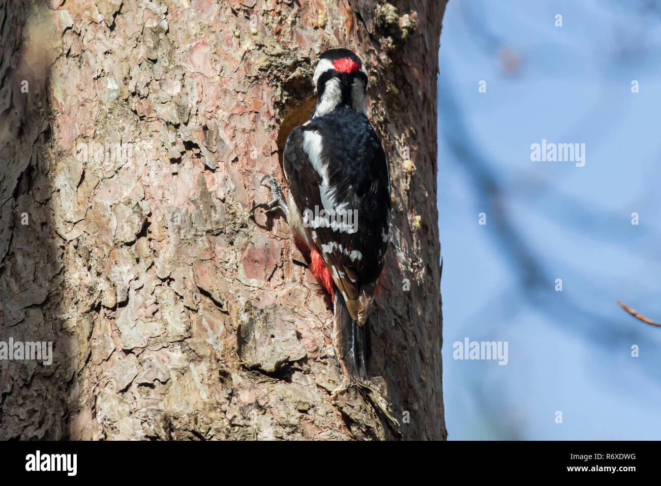 great spotted woodpecker (dendrocopus major Stock Photo - Alamy
