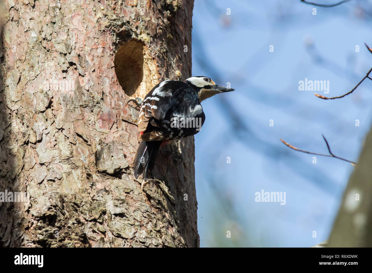 great spotted woodpecker (dendrocopus major Stock Photo - Alamy