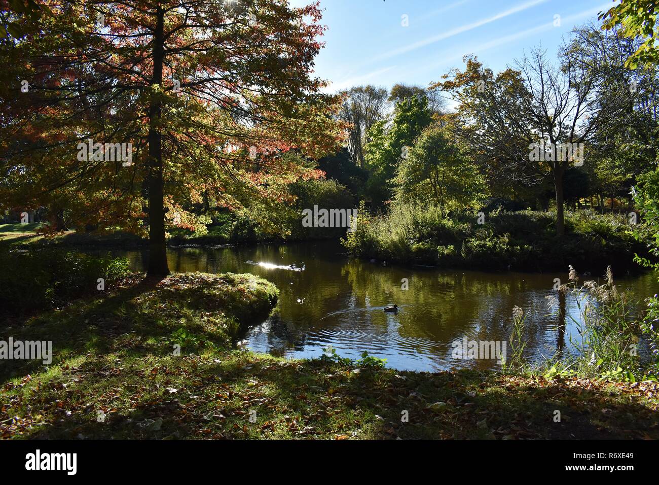 Beautiful Autumn landscape with pond and trees Stock Photo - Alamy