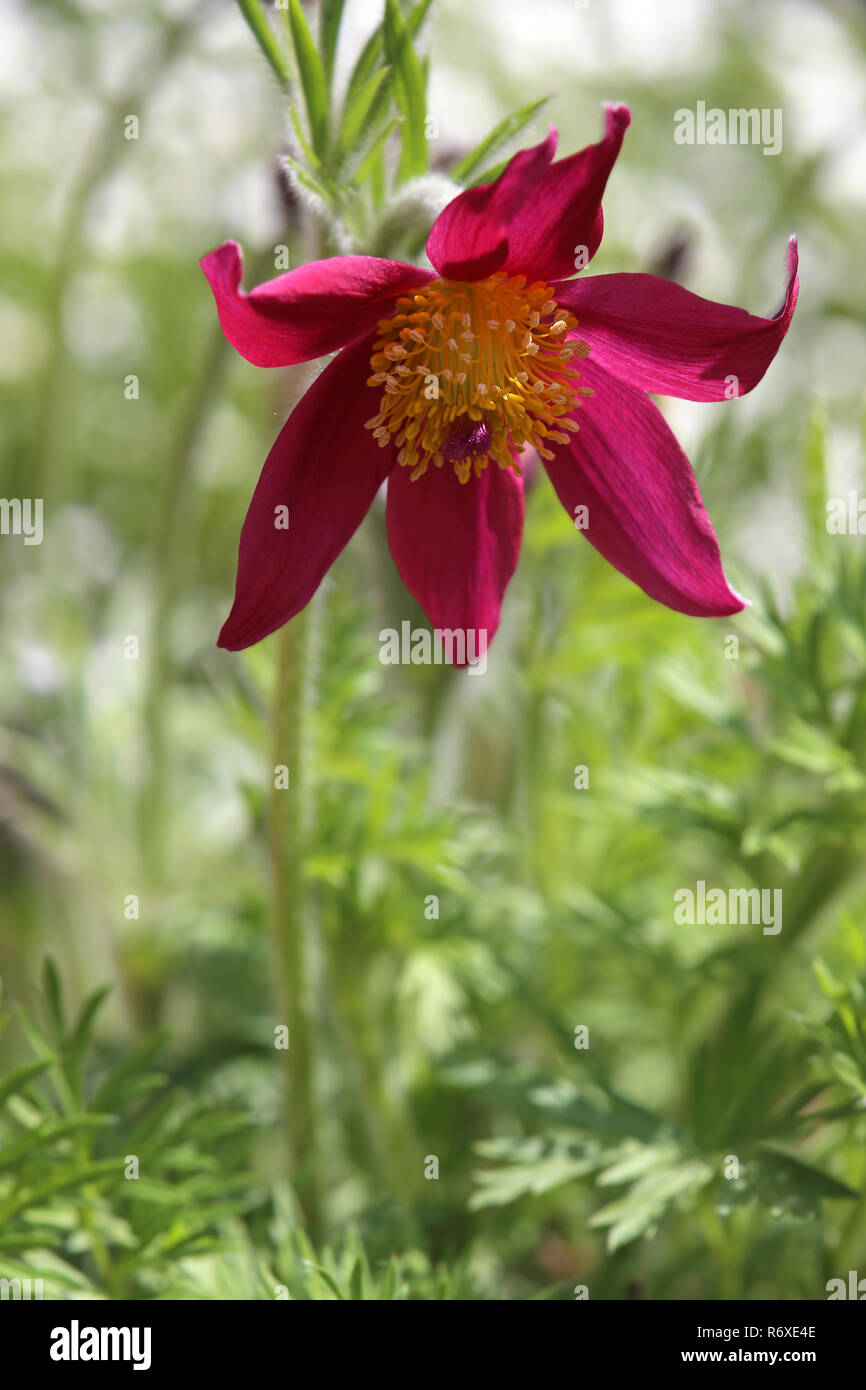 red-violet flower of the pasque pulsatilla vulgaris Stock Photo - Alamy