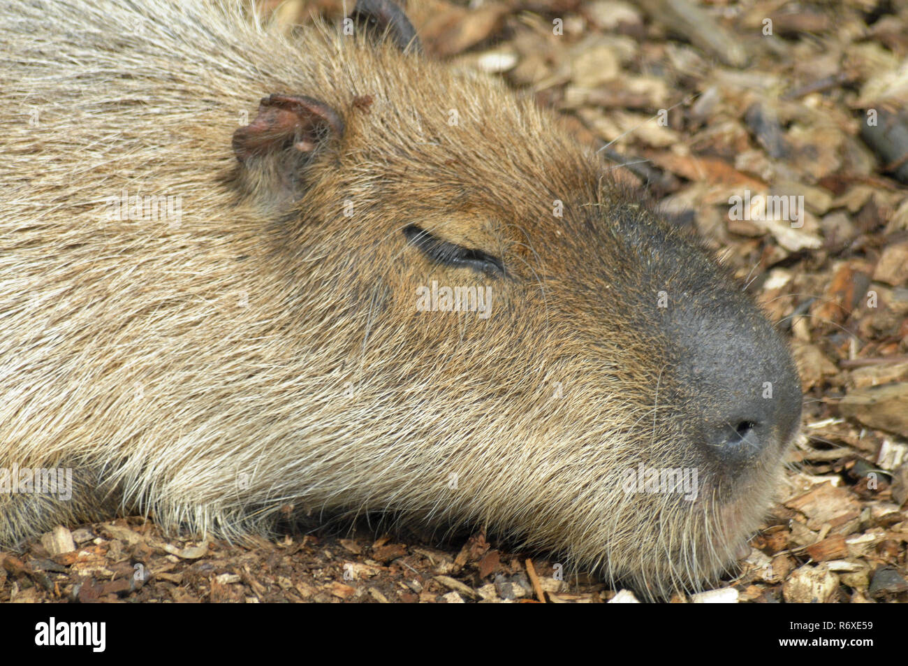 Wasserschweine capybara hi-res stock photography and images - Alamy