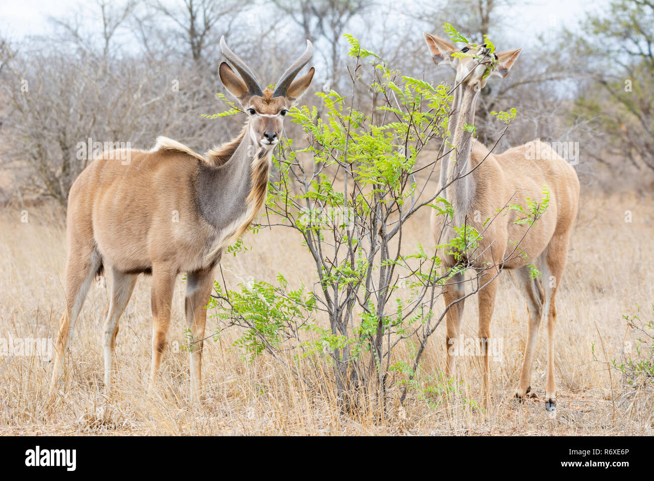 A pair of Kudu antelope in Southern African savanna Stock Photo - Alamy