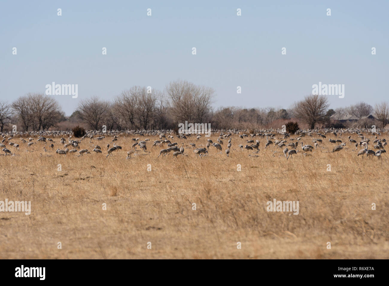 Large Group of Cranes in a Farm Field Stock Photo - Alamy
