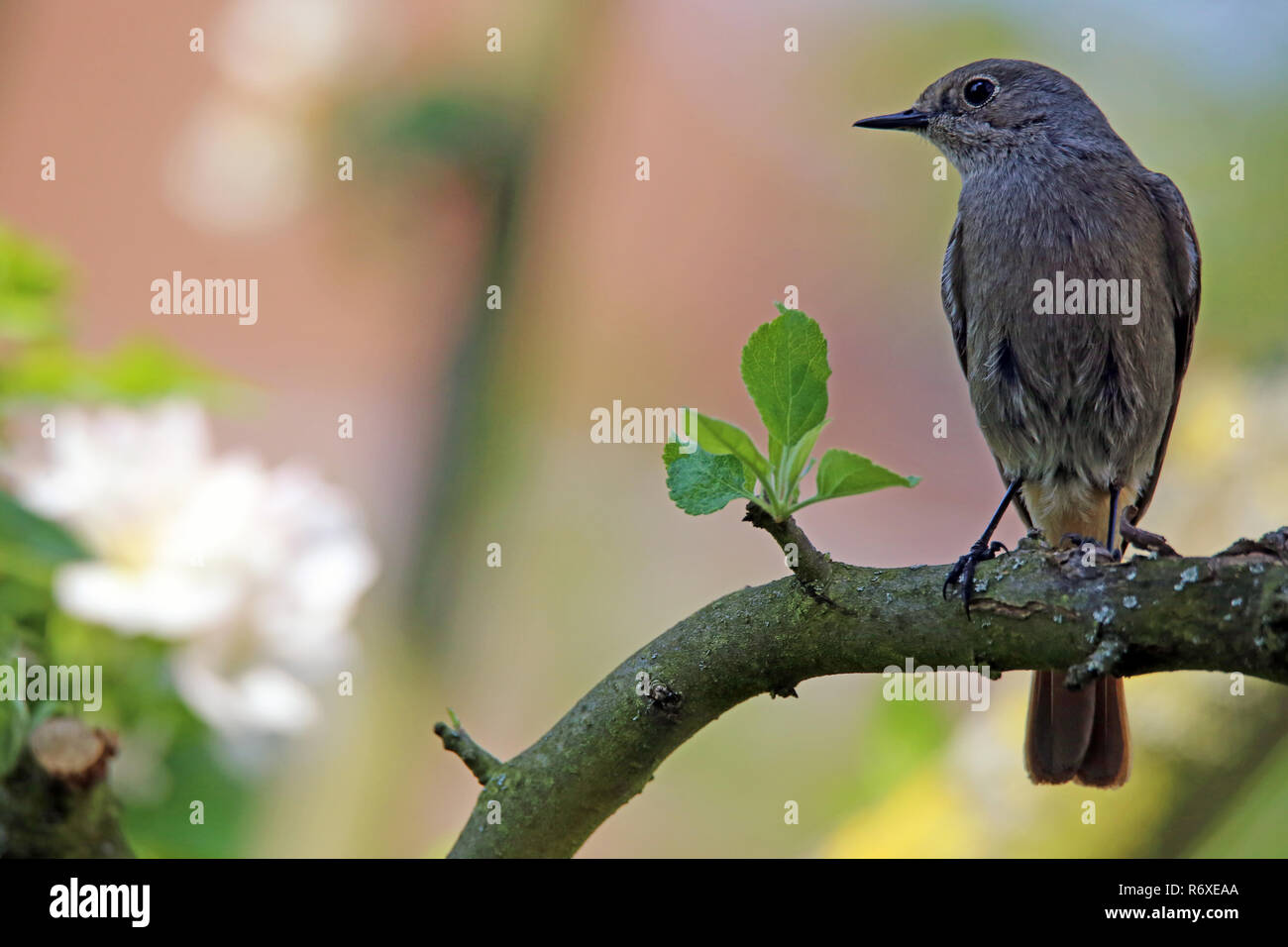 April tree hi-res stock photography and images - Alamy