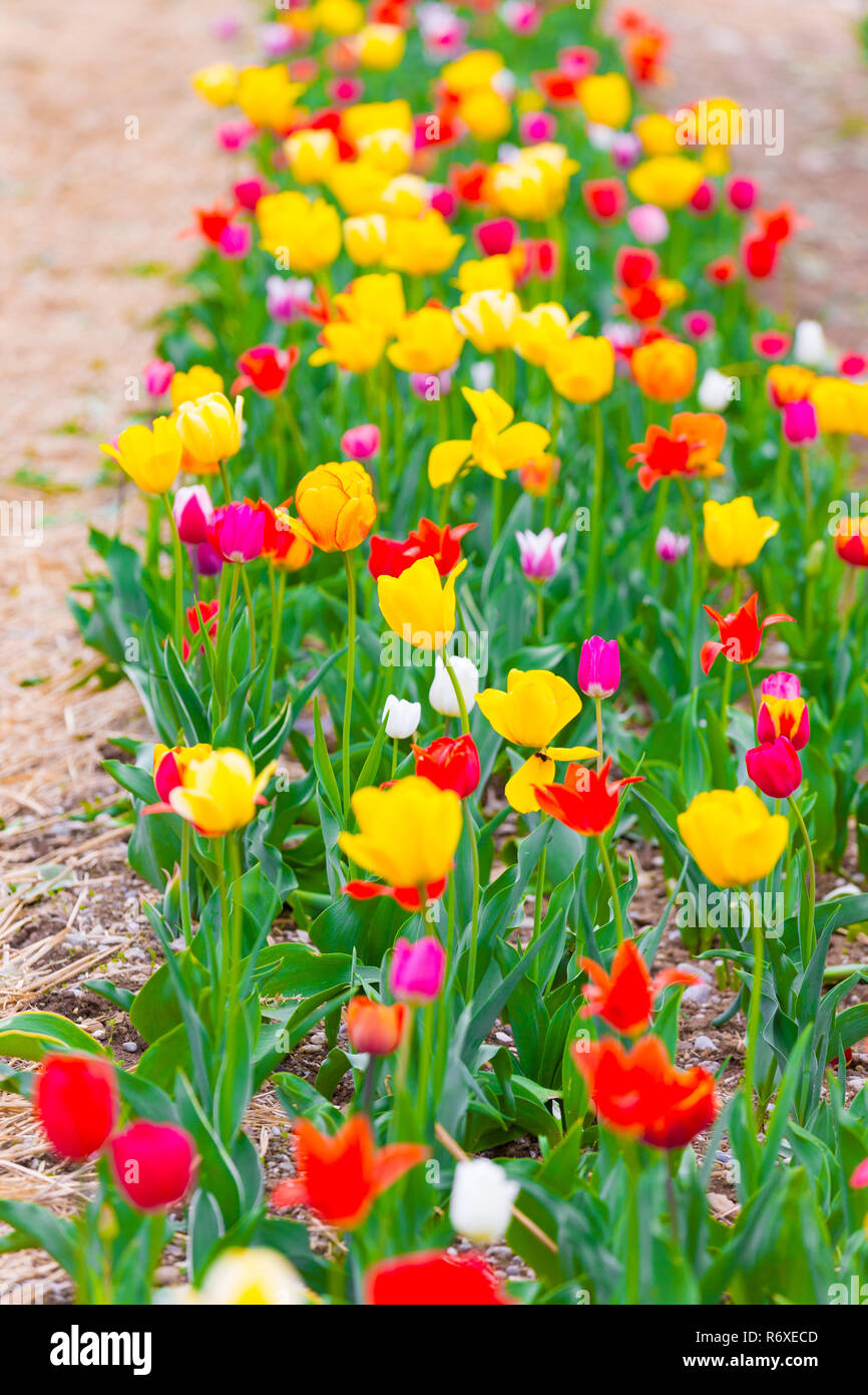 Spring flowers in the garden Stock Photo - Alamy