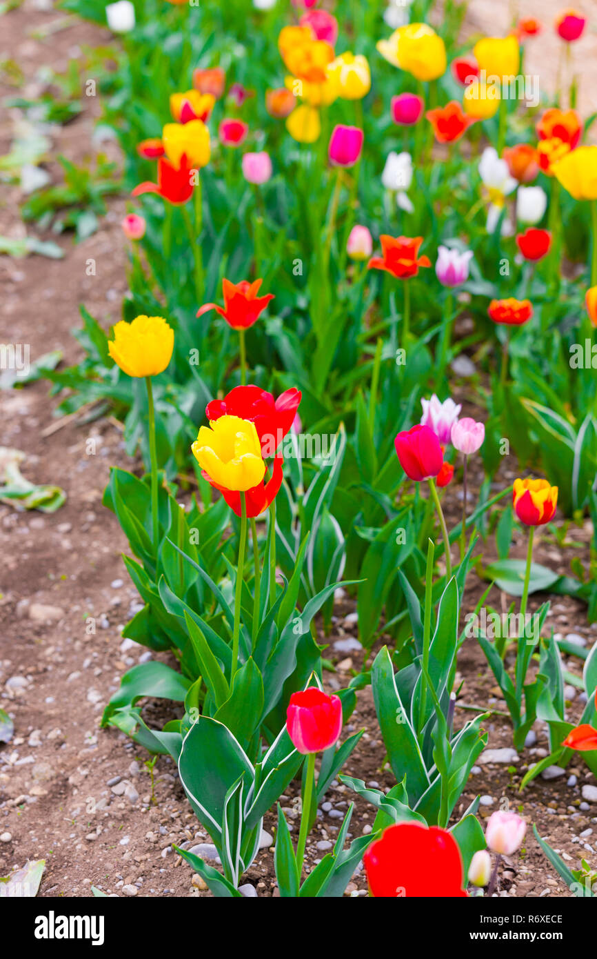 Spring flowers in the garden Stock Photo - Alamy