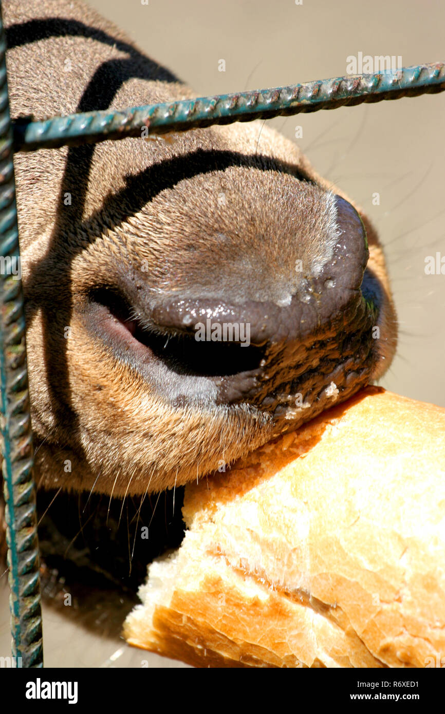 Deep red cattle cow calf hi-res stock photography and images - Alamy