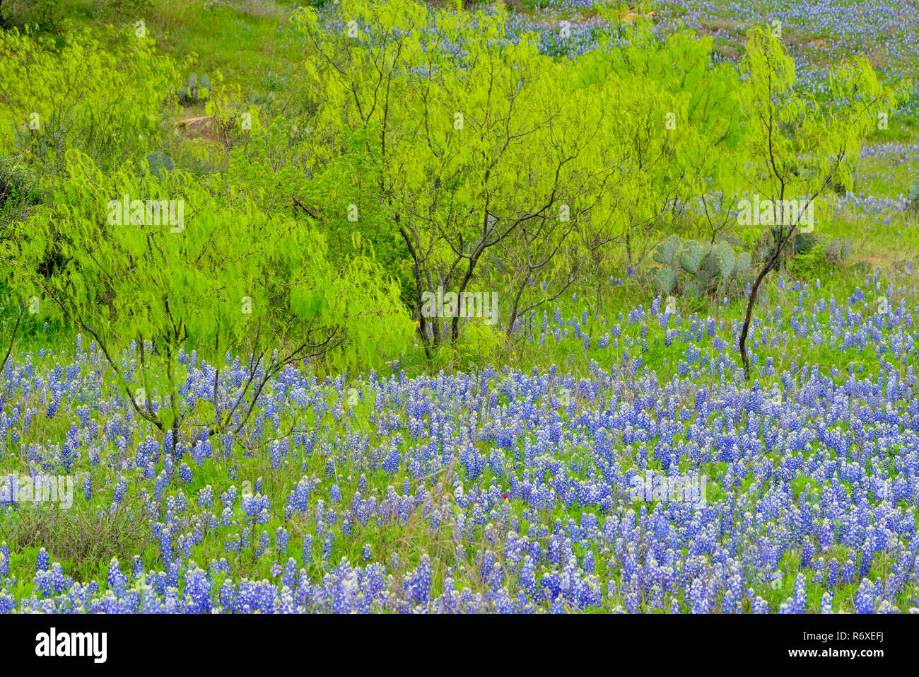 Spring foliage on mesquite trees with flowering bluebonnets, Llano ...