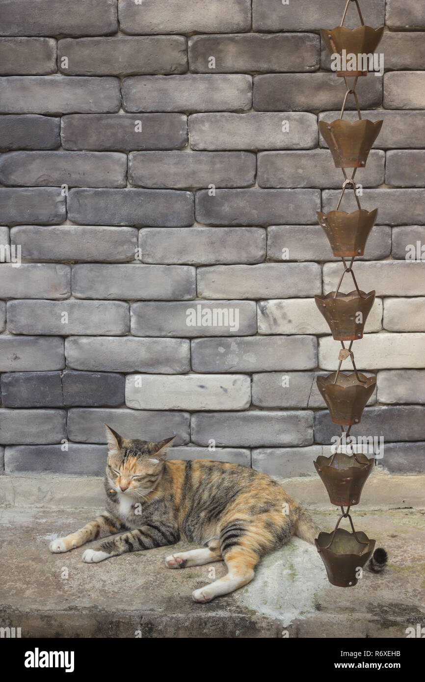 Gutter cat hi-res stock photography and images - Alamy