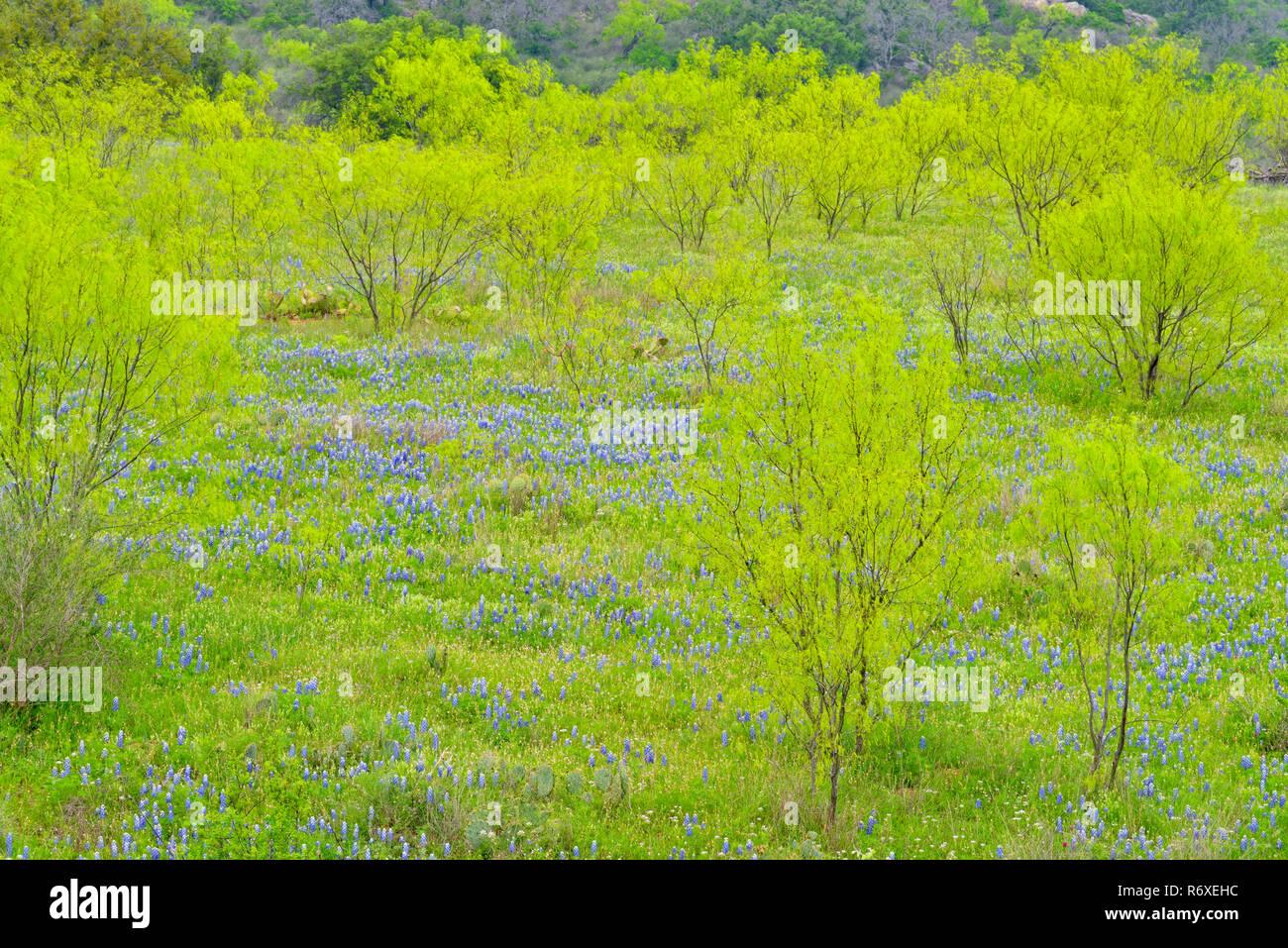 Spring foliage on trees hi-res stock photography and images - Alamy