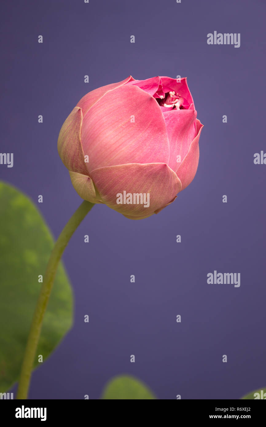 A single pink lotus flower bloom with green leaves Stock Photo - Alamy