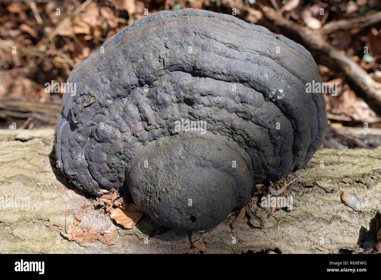 tinder sponge - fomes fomentarius Stock Photo - Alamy
