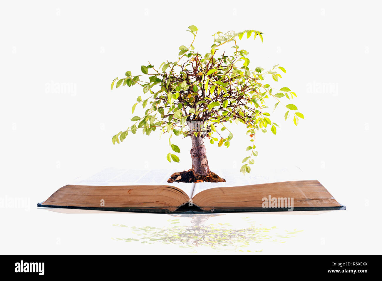 Tree growing on a book Stock Photo - Alamy