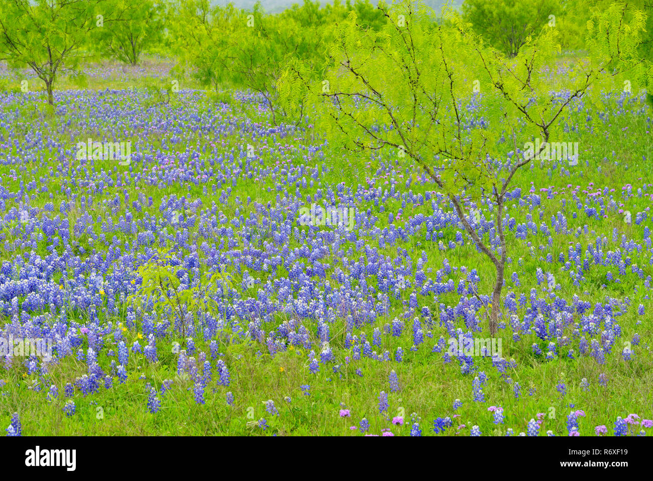 Texas bluebonnets and spring mesquite trees, Burnet County, Texas, USA ...