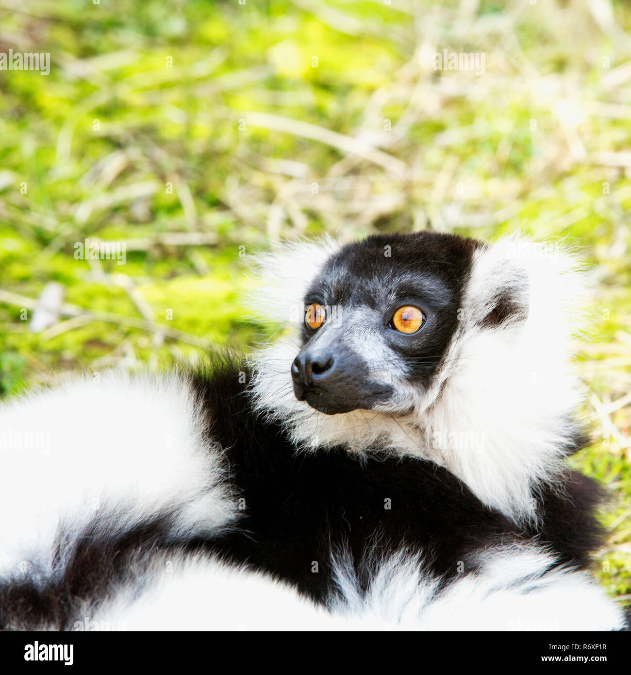 Surprised lemur hi-res stock photography and images - Alamy