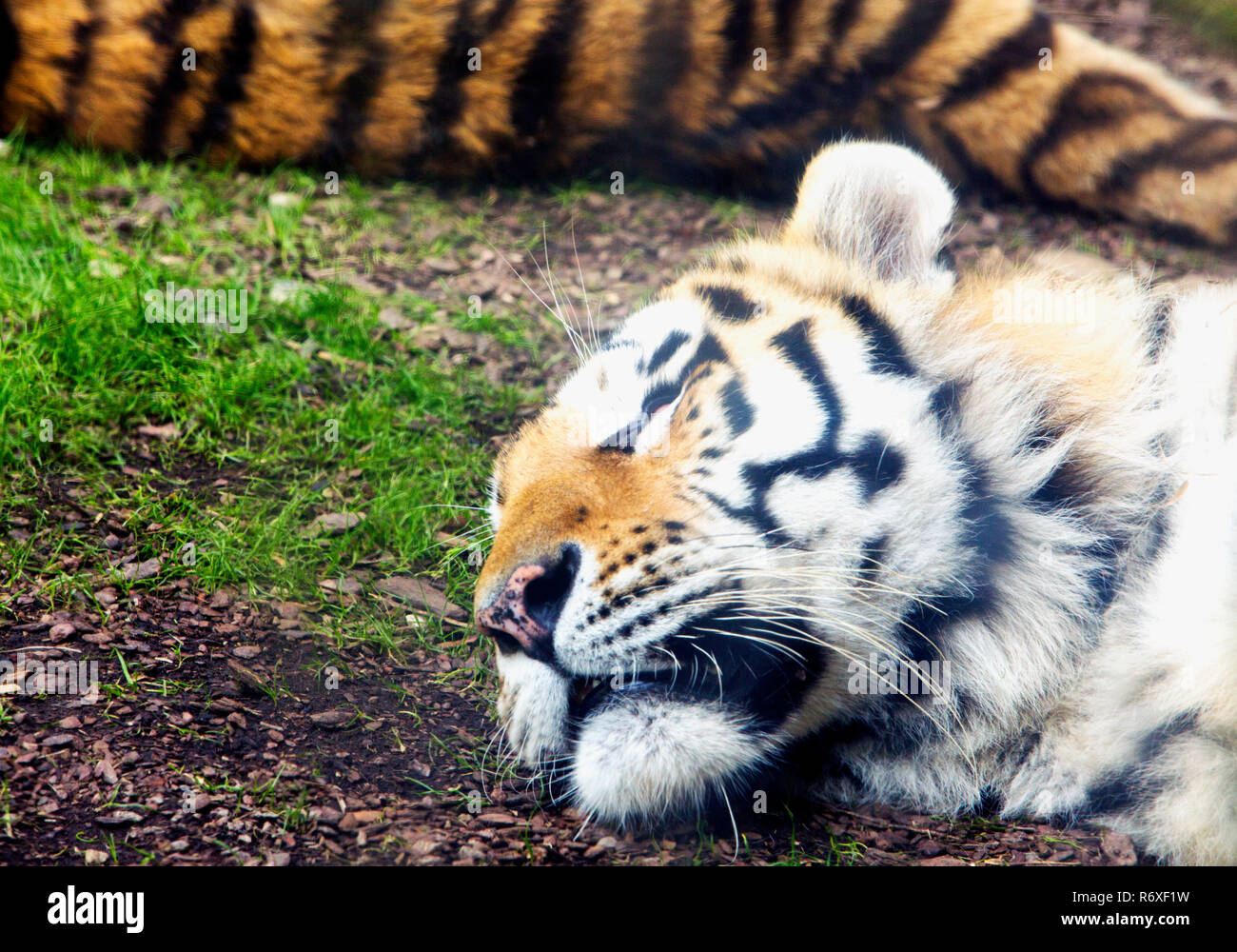 Sleeping tiger on the ground Stock Photo - Alamy
