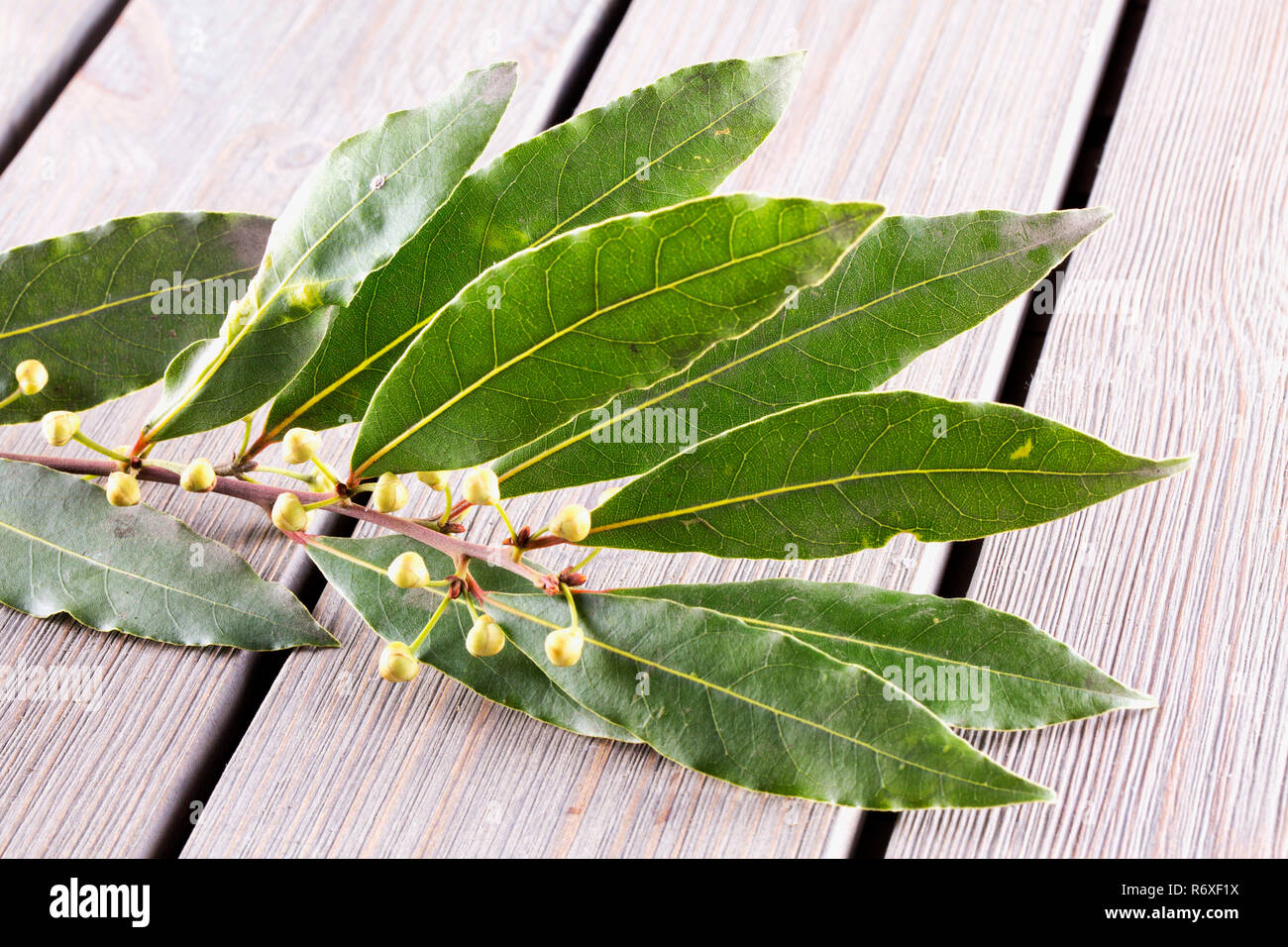 Laurel tree branch close up hi-res stock photography and images - Alamy