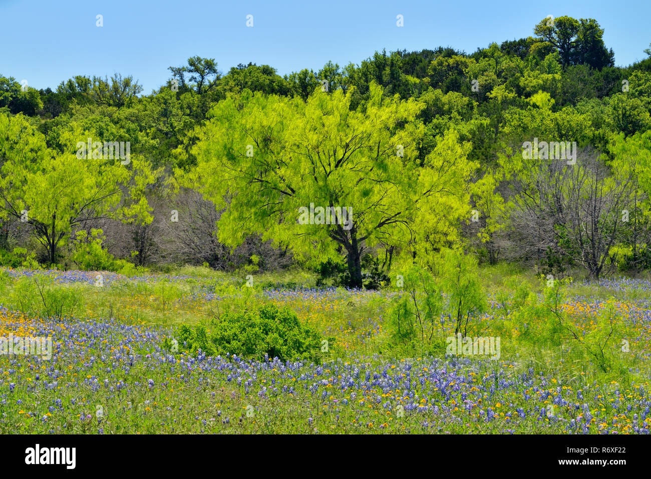 Spring mesquite trees hi-res stock photography and images - Alamy
