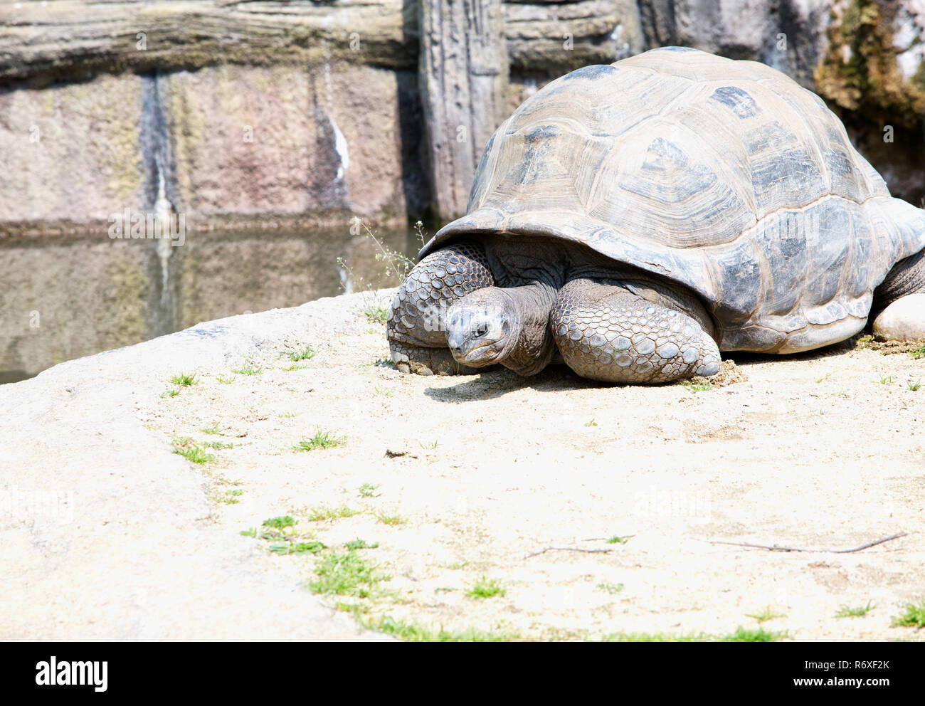 Big Turtle sitting on the ground Stock Photo - Alamy